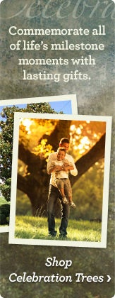 Memorial Trees: Sympathy & Remembrance Trees for Funeral | 1800Flowers