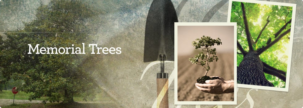 Send A Tree | Buy Trees | Celebration Trees from 1-800-FLOWERS.COM