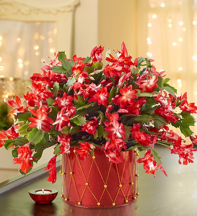 Christmas Cactus