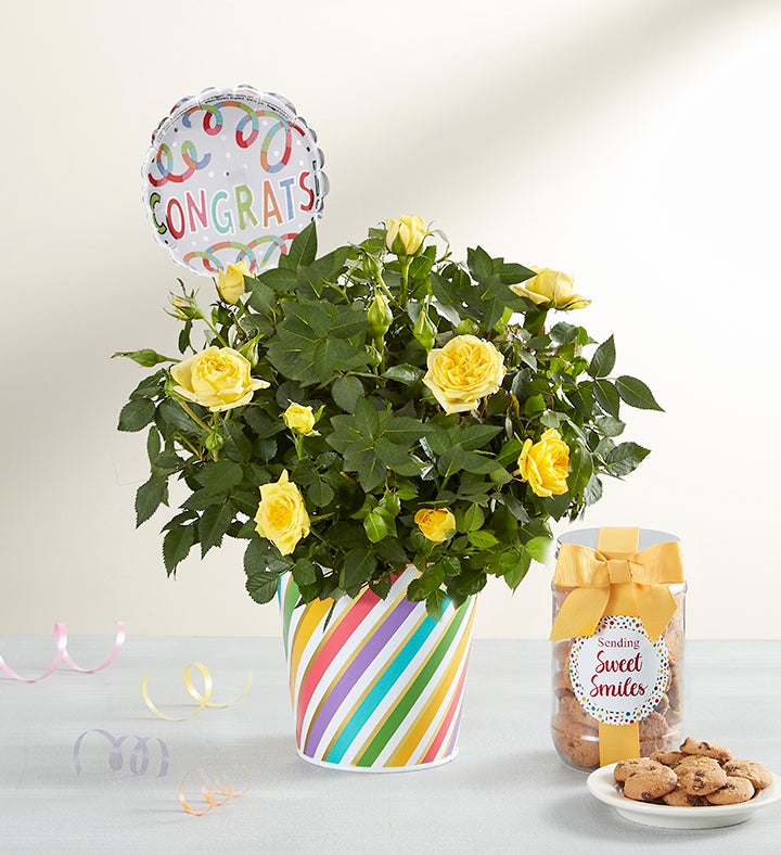 Congratulations Rose Plant | 1800flowers.com