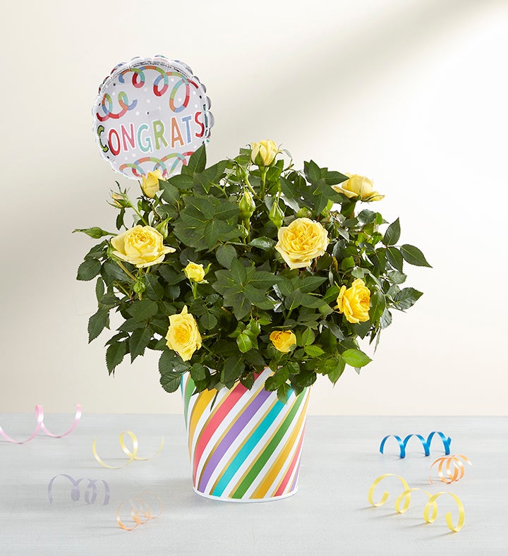 Congratulations Rose Plant | 1800flowers.com