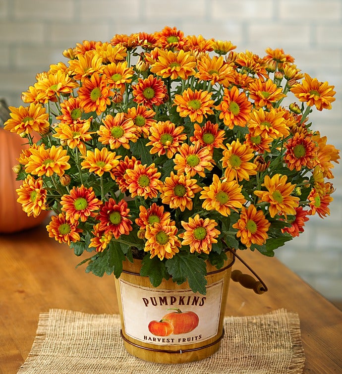 Veteran's Day Gifts | Veteran's Day Flowers | 1800Flowers.com