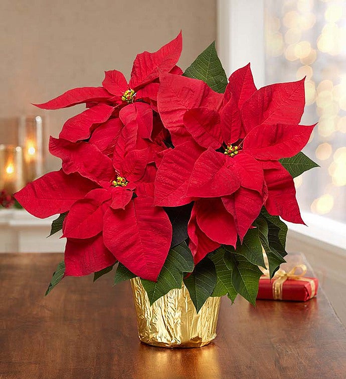 Poinsettia in Gold Wrap | 1800flowers.com