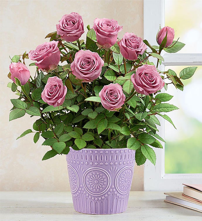 Lavish Lavender Rose Plant | 1800Flowers.com - 157139