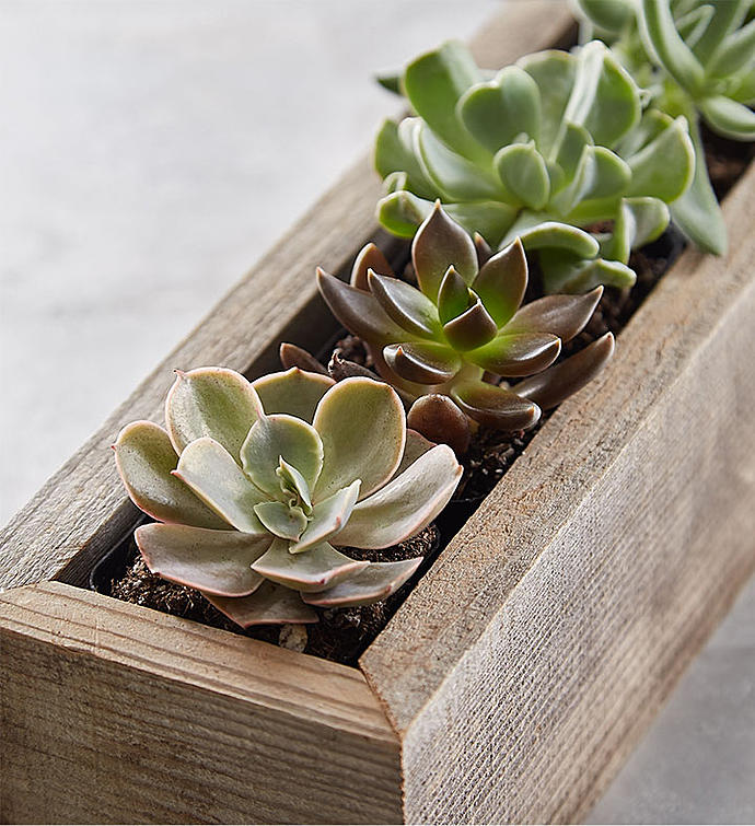 Mini Trough Succulents | 1-800-Flowers.com