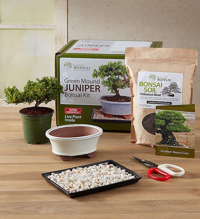 Bonsai Kit | 1800Flowers.com - 157341