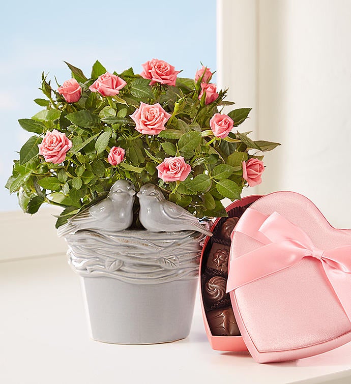 Love Birds Pink Rose Plant | 1800flowers.com