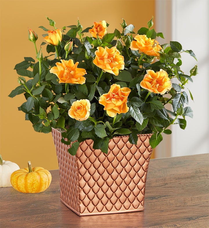 Potted Flower Delivery | Flowering Plants Delivered | 1800Flowers
