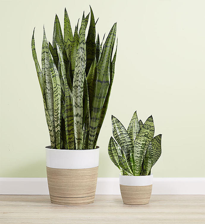 Snake Plant (Sansevieria) from 1-800-FLOWERS.COM
