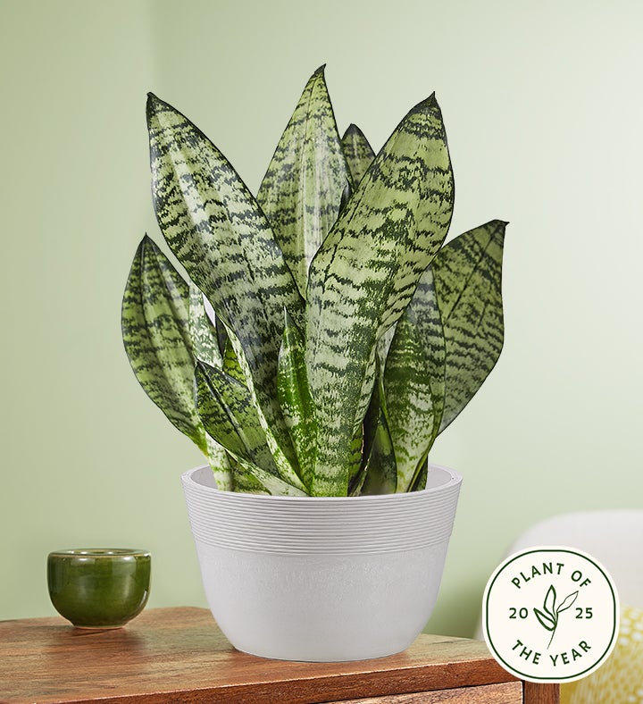 House Plants & Indoor Plant Gifts | 1800Flowers.com
