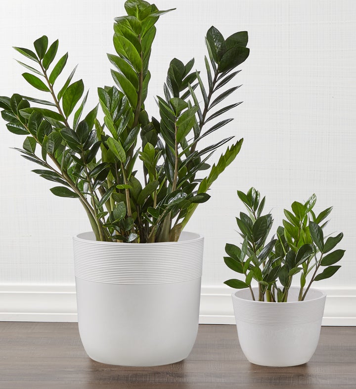 ZZ Plant (Zamioculcas Zamiifolia) from 1-800-FLOWERS.COM