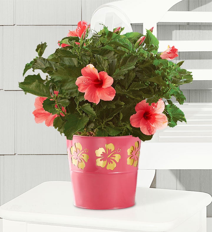 Tropical Pink Hibiscus | 1800flowers.com