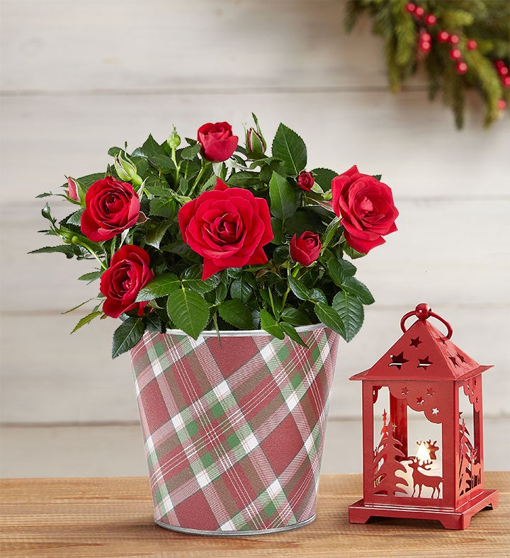 Cozy Christmas Red Rose & Lantern | 1800flowers.com