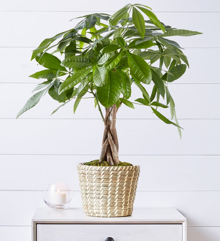 Printable Money Tree Sign, Money Tree Print, Wedding Printable, Wedding ...