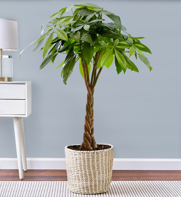 Money Tree for Sympathy | 1800Flowers.com
