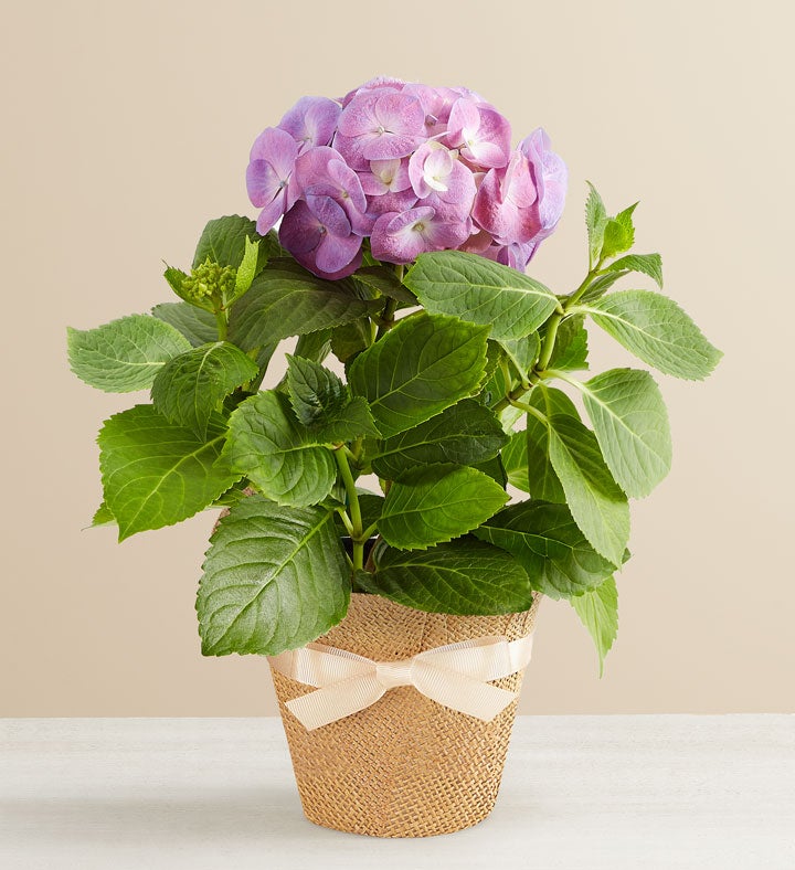 Purple Hydrangea in Natural Wrap | 1800flowers.com