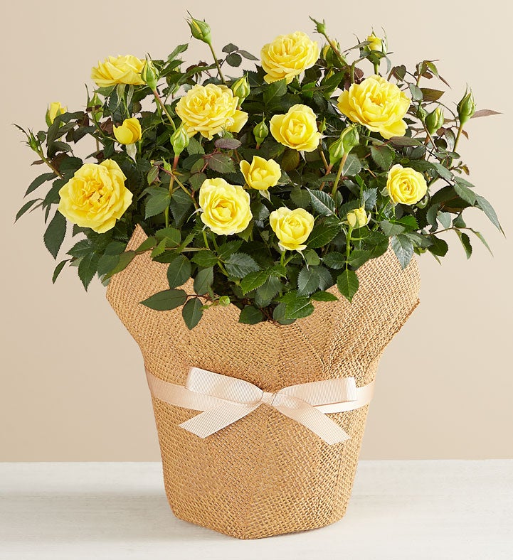 Yellow Rose in Natural Wrap | 1800Flowers.com