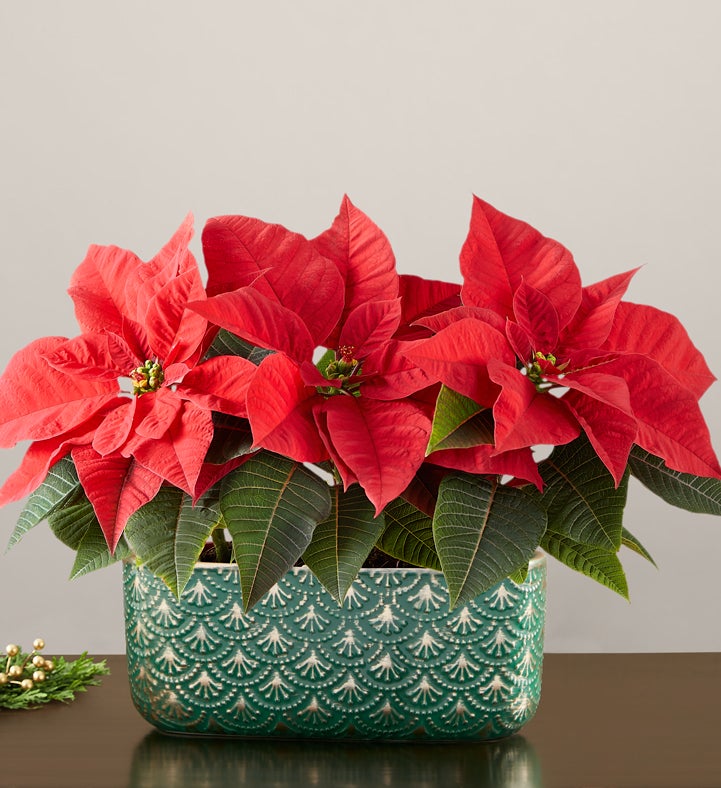 Mini Poinsettia Trio | 1800flowers.com