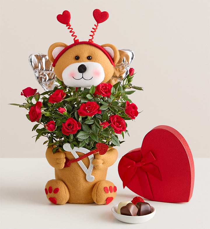 Beary Cupid Rose Plant™ | 1800Flowers.com