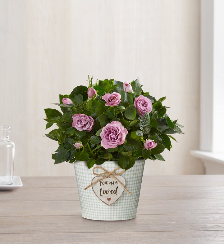 Mother’s Day Rose Plant | 1800flowers.com