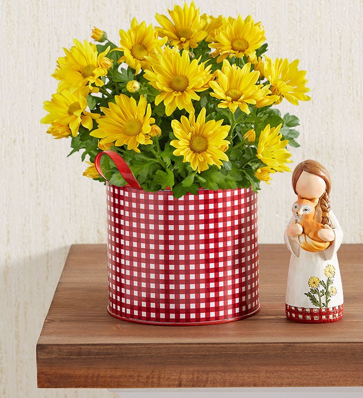 Indoor Fall Plants & Succulents | Autumn House Plants | 1800Flowers