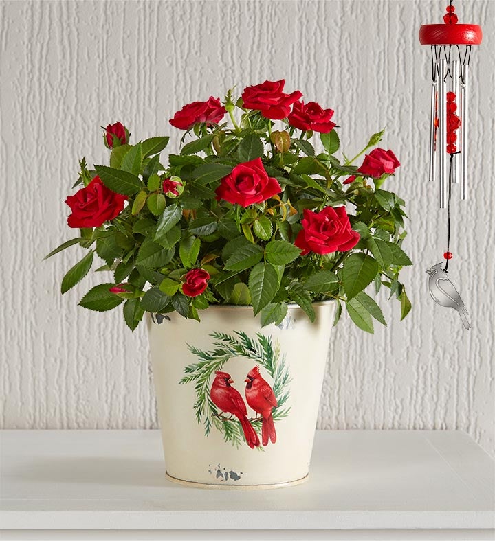 Christmas Red Rose Plant with Cardinal Planter | 1800Flowers.com