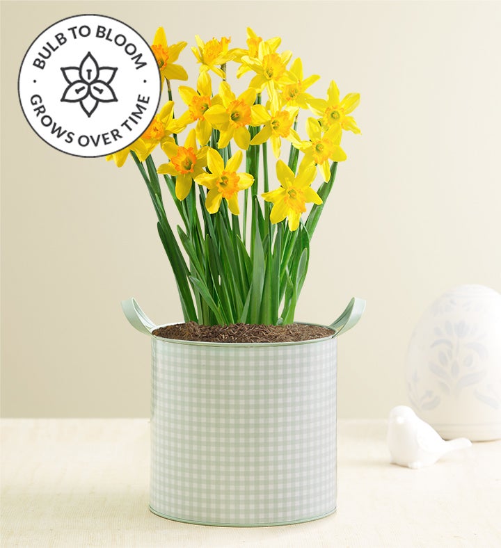 March Birth Flowers: Daffodil and Jonquil | Petal Talk