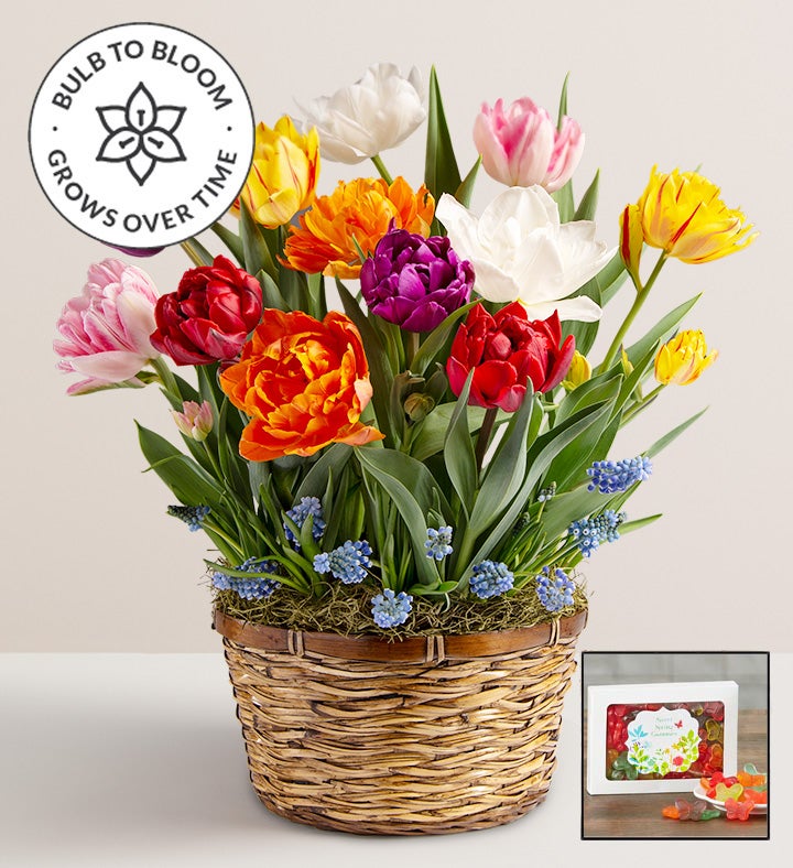 Bountiful Blooms Bulb Garden | 1800Flowers.com