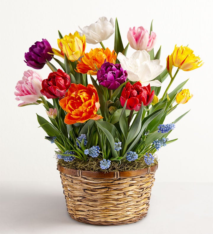 Hyacinth Symbolism, Origins, and Meaning | Petal Talk