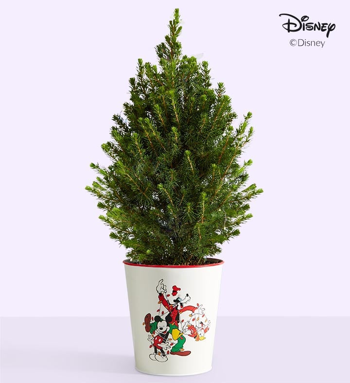 Disney Mickey Mouse & Friends Holiday Spruce | 1800Flowers.com