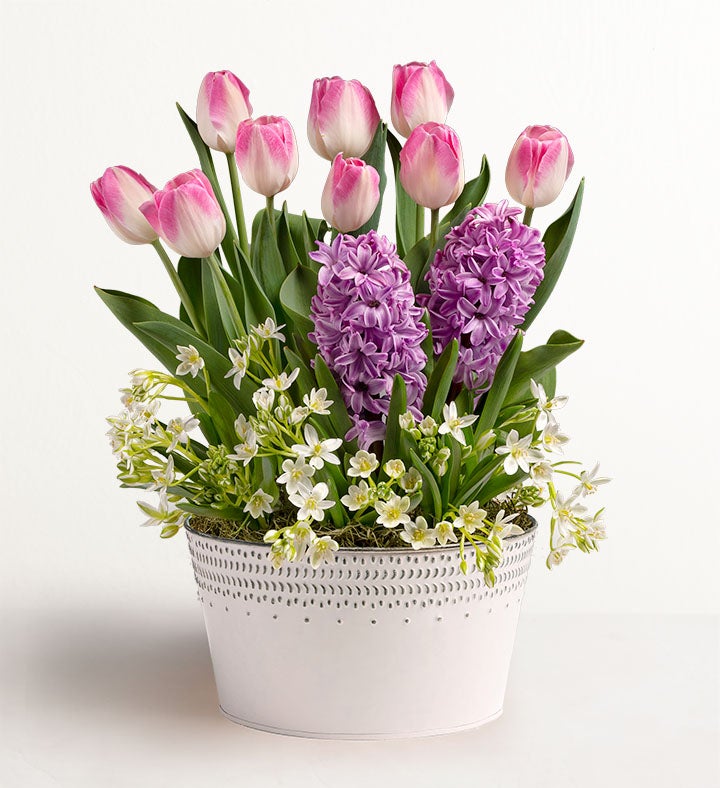 Hyacinth Symbolism, Origins, and Meaning | Petal Talk