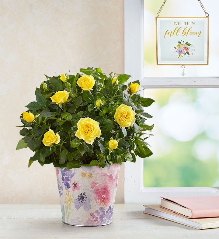 Sending Sunshine Yellow Rose | 1800Flowers.com