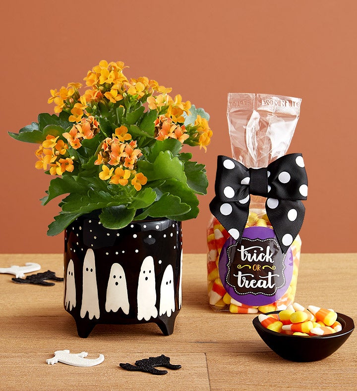 Trick or Treat Kalanchoe Plant | 1800Flowers.com