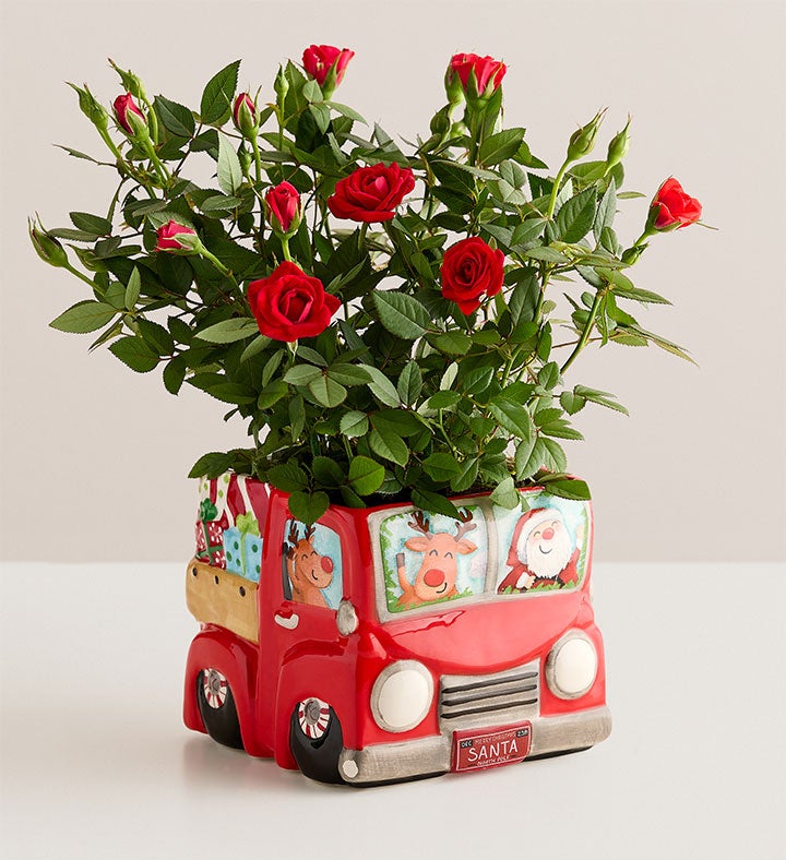 Jolly Santa Red Rose Plant | 1800Flowers.com