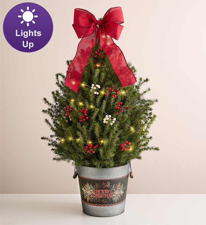 Christmas Traditions Deluxe Spruce Tree - 34"H | 1800Flowers.com