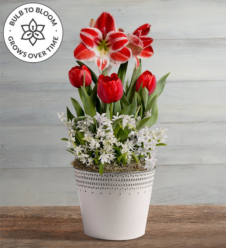 Festive Bulb Garden | 1800flowers.com