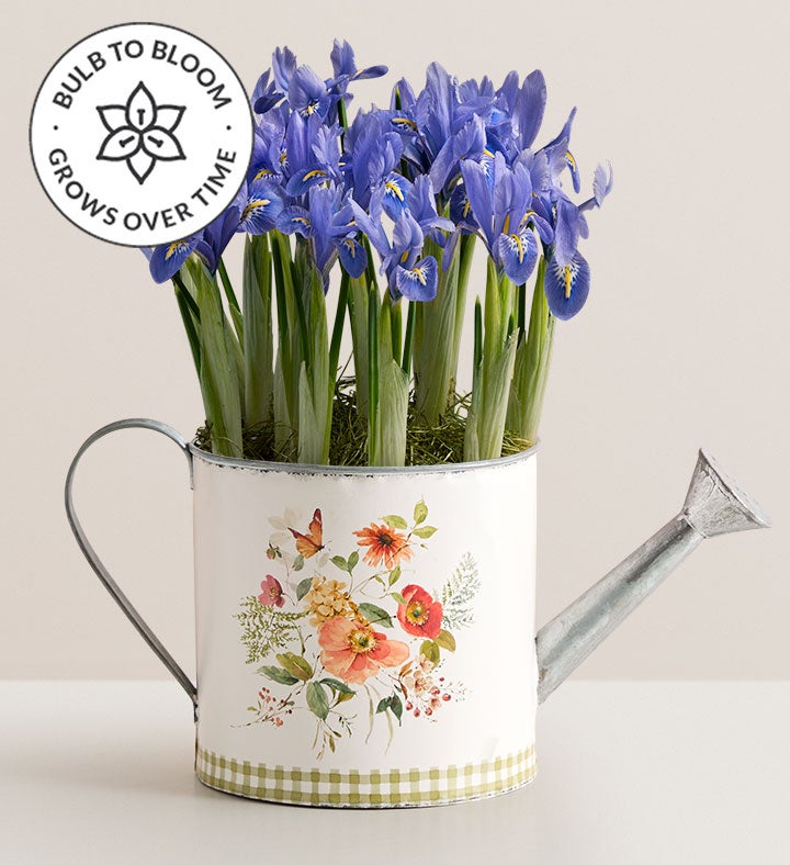 Flower Bulbs Online | Flower Bulb Delivery | 1800Flowers