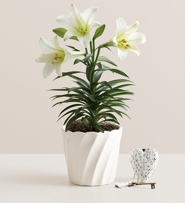 Easter Blessing Lily | 1800Flowers.com