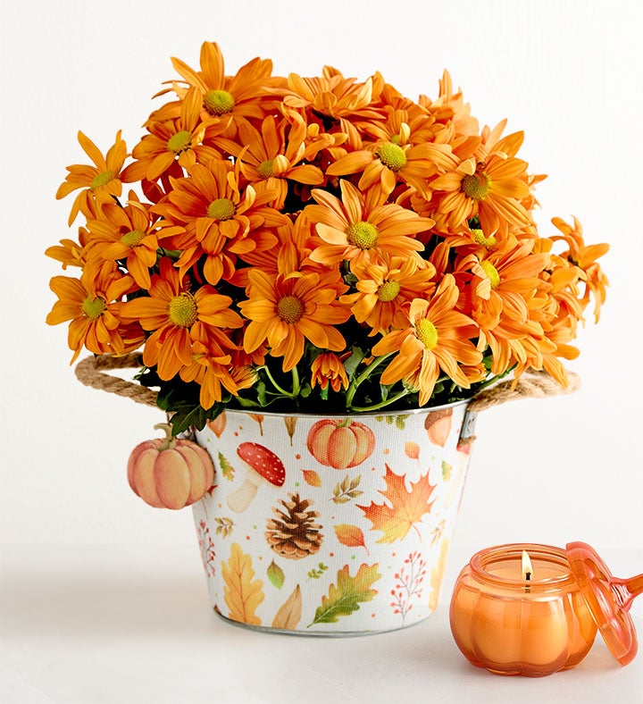 Fall Indoor House Plants | 1800Flowers