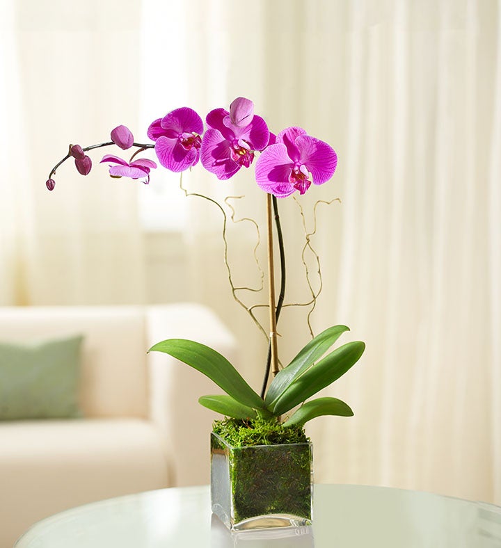 Orchid Care Tips and Tricks | Petal Talk