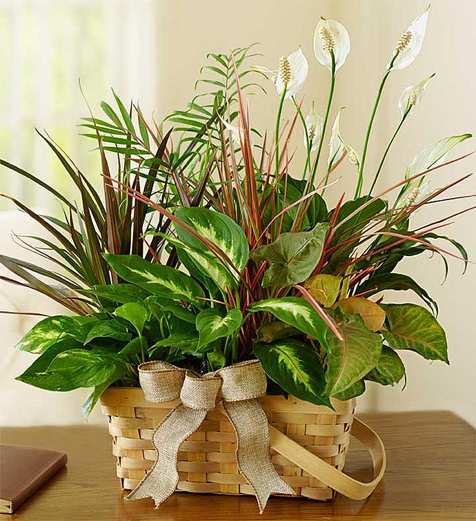 Classic Dish Garden from 1-800-FLOWERS.COM