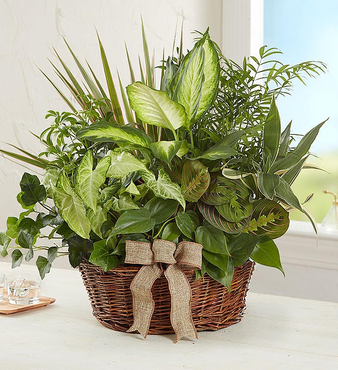 Classic Dish Garden from 1-800-FLOWERS.COM