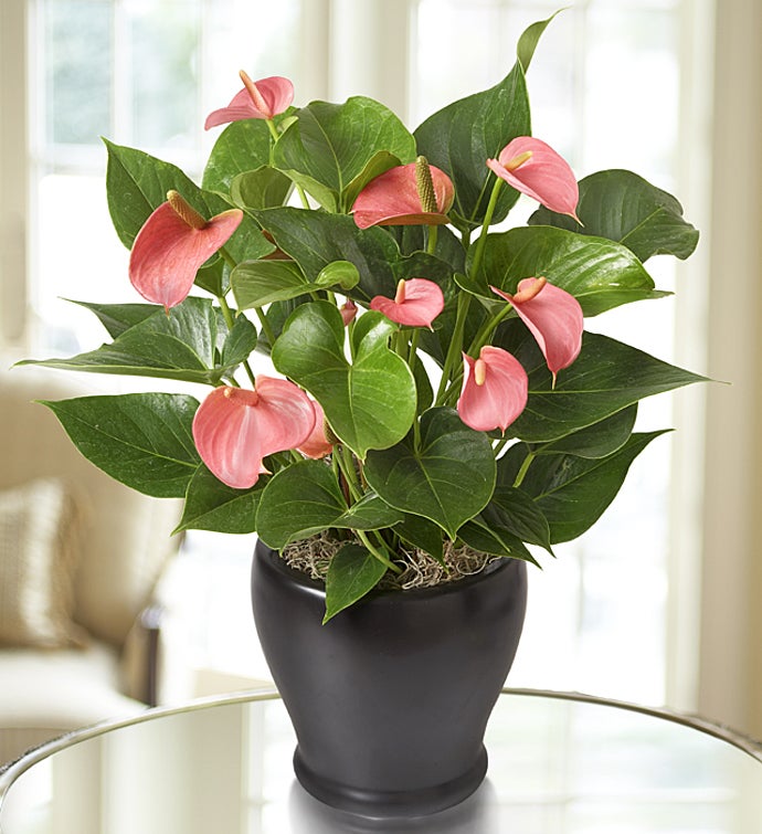 Pink Hearts Anthurium from 1-800-FLOWERS.COM-18998