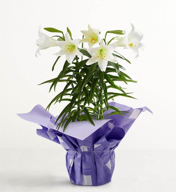 Easter Lily History & Meaning of Easter Lilies | Petal Talk