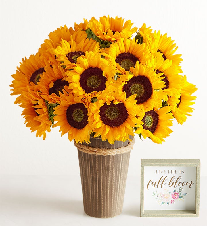 Sunflower Meaning and Symbolism | Petal Talk