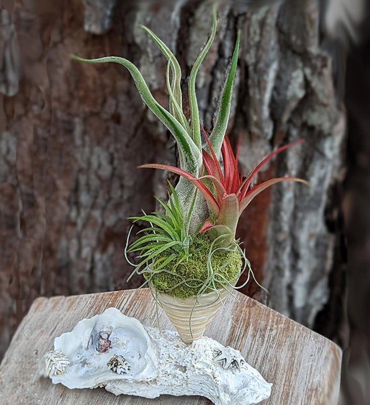 Live Air Plant With A Spiral Sea Shell | Marketplace | 1800Flowers