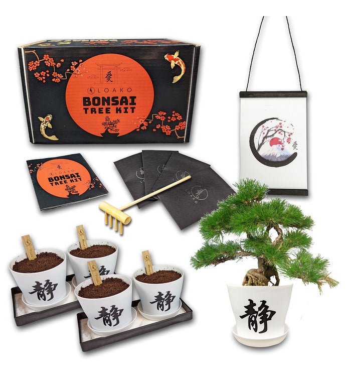 Japanese Bonsai Tree Kit | Marketplace | 1800Flowers