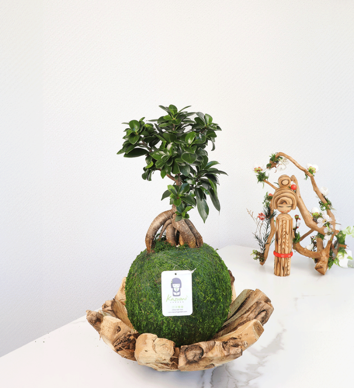 Bonsai Ficus Ginger Moss Ball Kokedama | Marketplace | 1800Flowers
