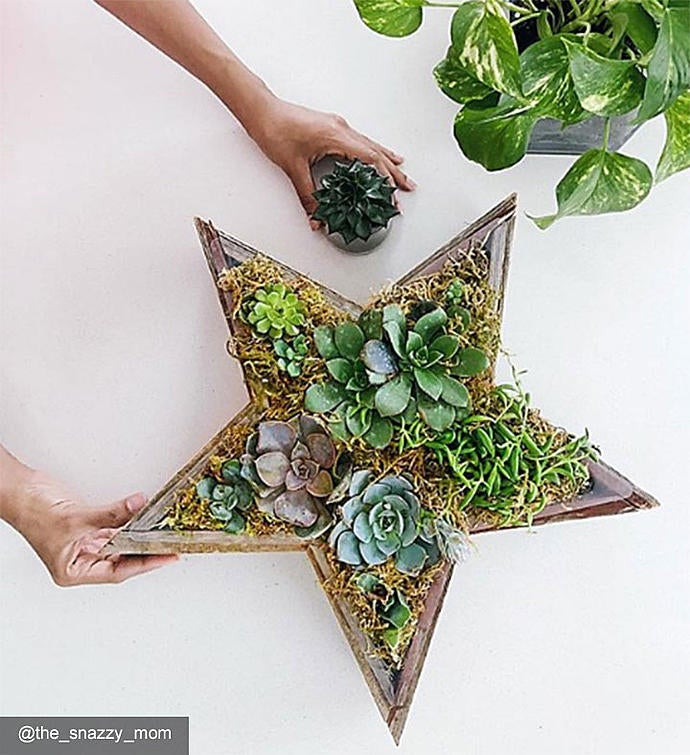Wood Star Succulent | 1-800-Flowers.com